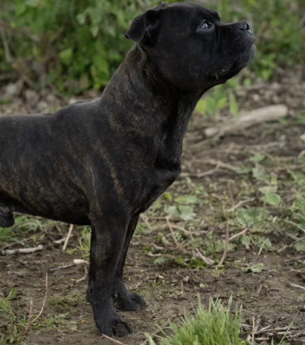 Fertility Evaluation in the Stud Dog - The Stafford Knot